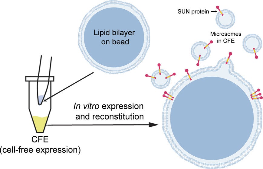 Publications – Starr & Luxton Labs